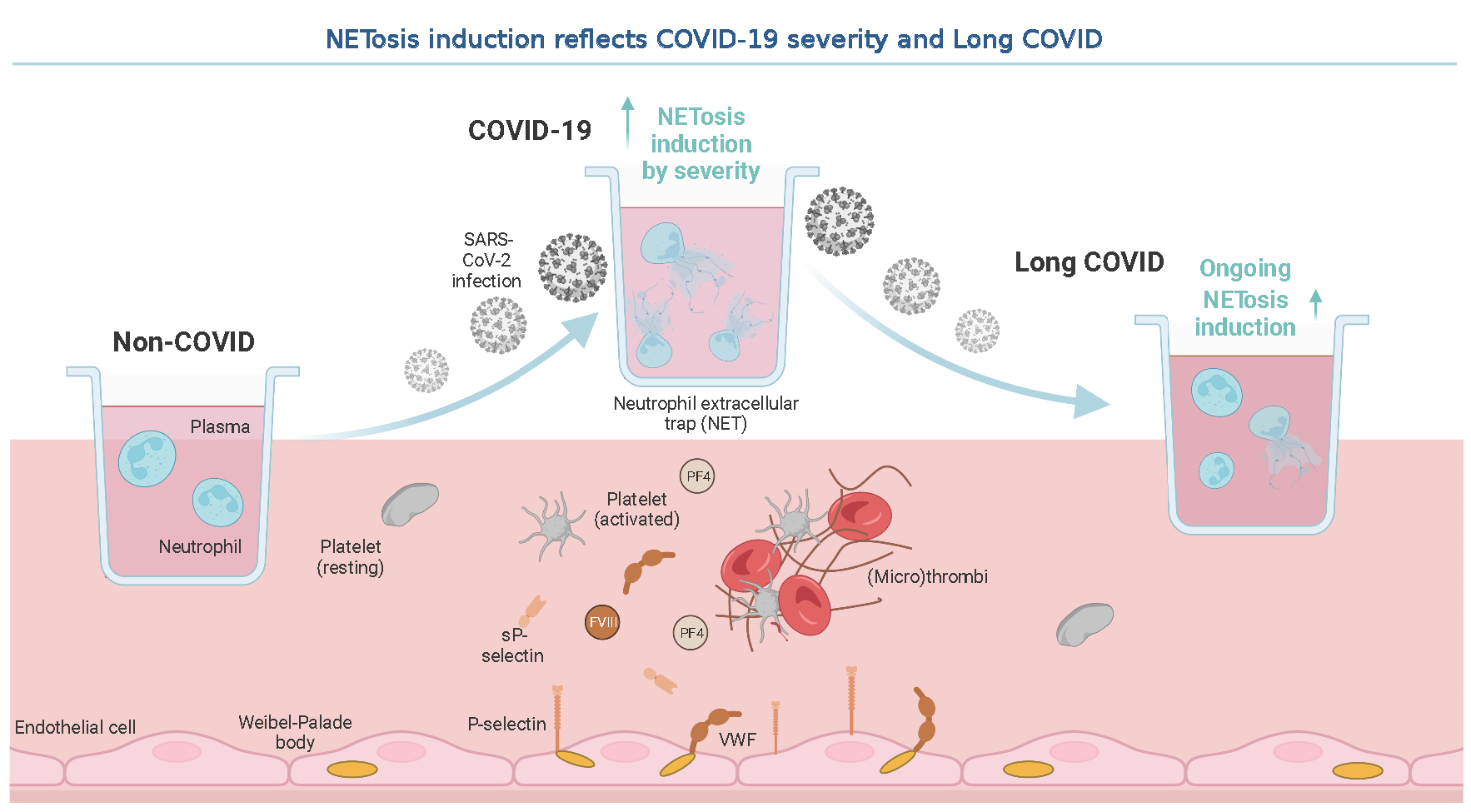 Peel Therapeutics Reports Excessive NETosis Induction in Long COVID ...